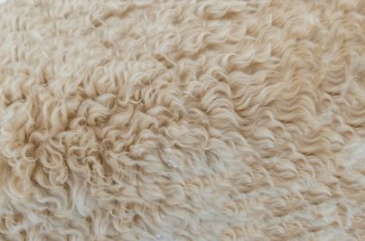 Fur, wool, hair: what's the difference?