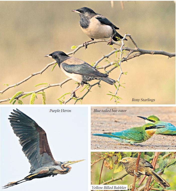 Bird watchers' day out