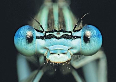 All you need to know about the smallest dragonfly