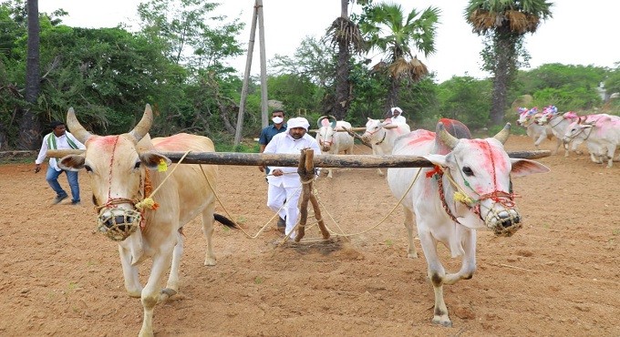 Suryapet farmers celebrate 'Eruvaka' by launching cultivation works in ...