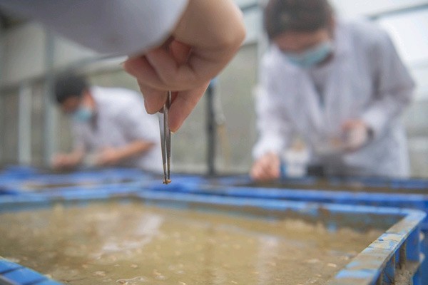 First batch of ‘space rice’ promises a fruitful harvest in China