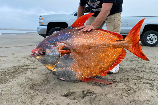 This unusually rare ‘moonfish’ was spotted in the Oregon Coast in US