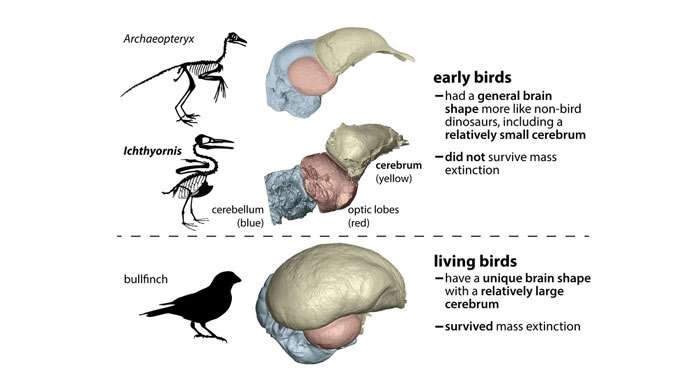 Birds' brain may hold clue why they outlived other dinosaurs