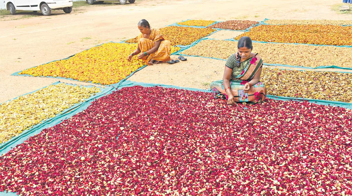 Oorvi gives 'new life' to wilted flowers