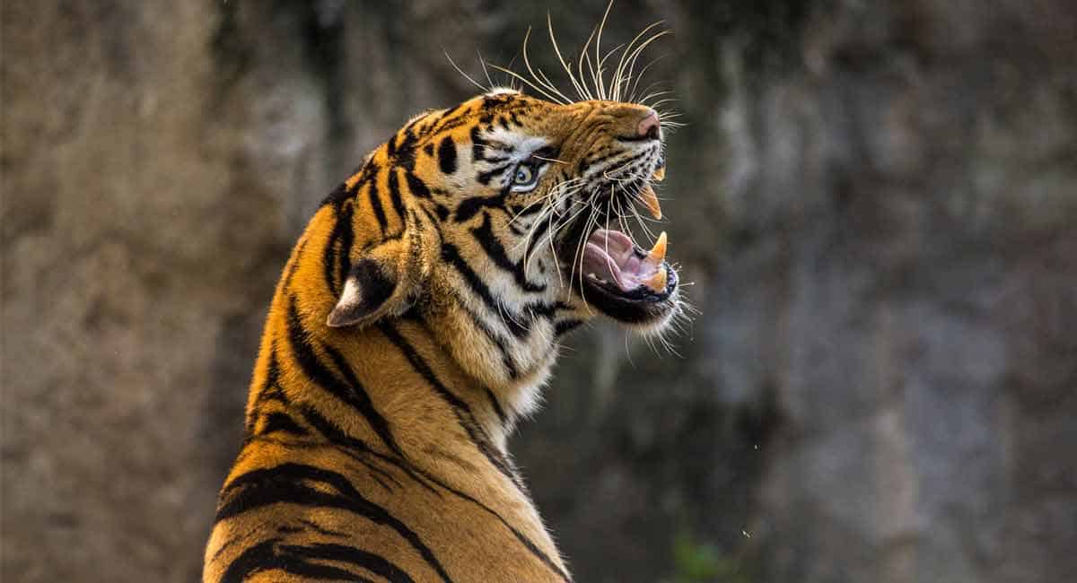 Watch: Zoo tiger shot while biting man's arm as he screams