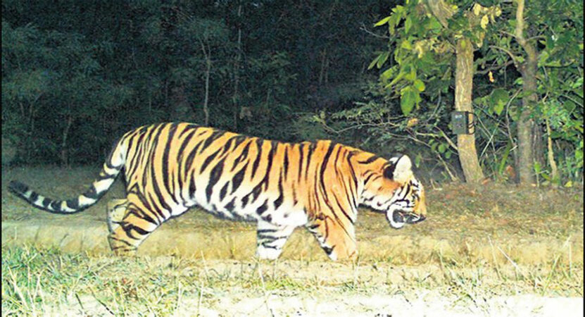 Maharashtra: Six arrested for poaching tiger in Gondia forest