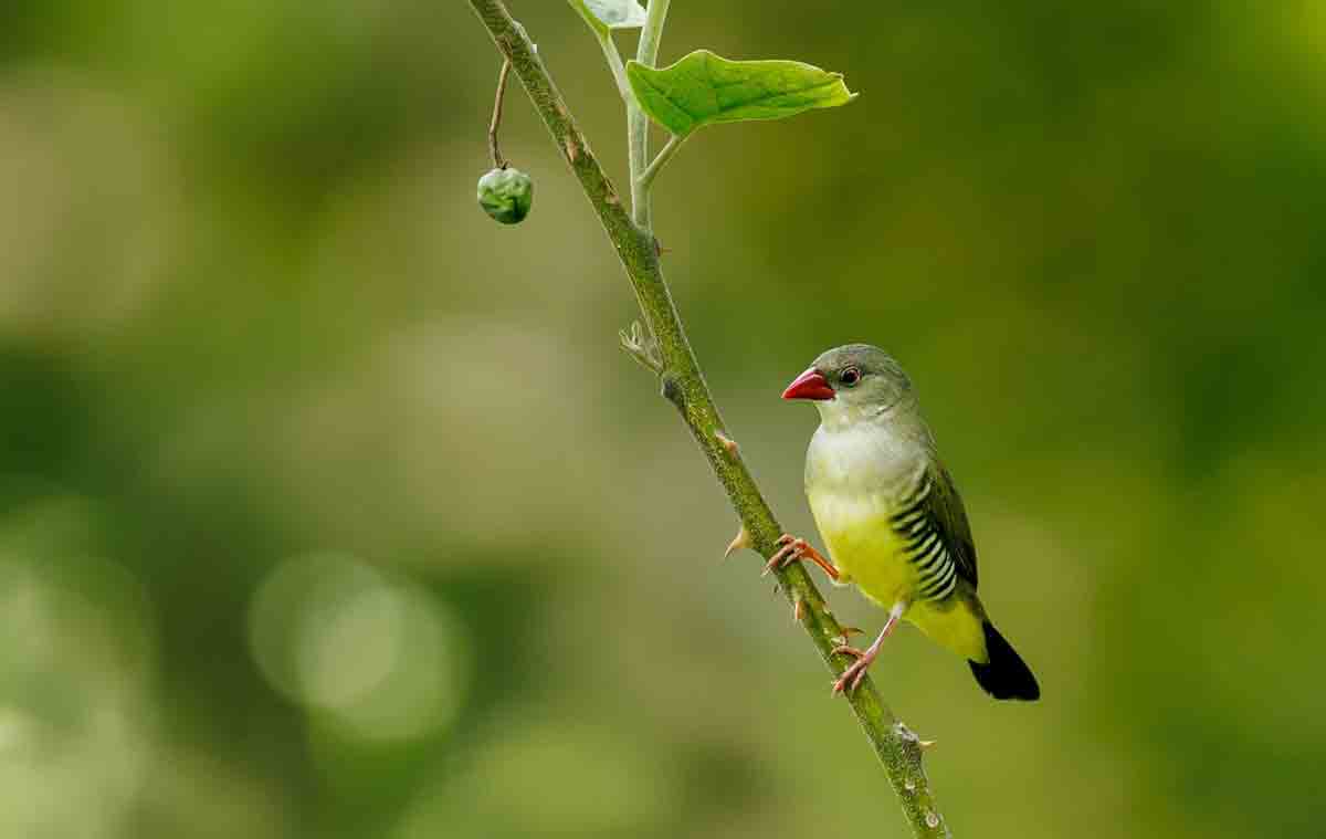 Rare bird sighted in Andhra Pradesh