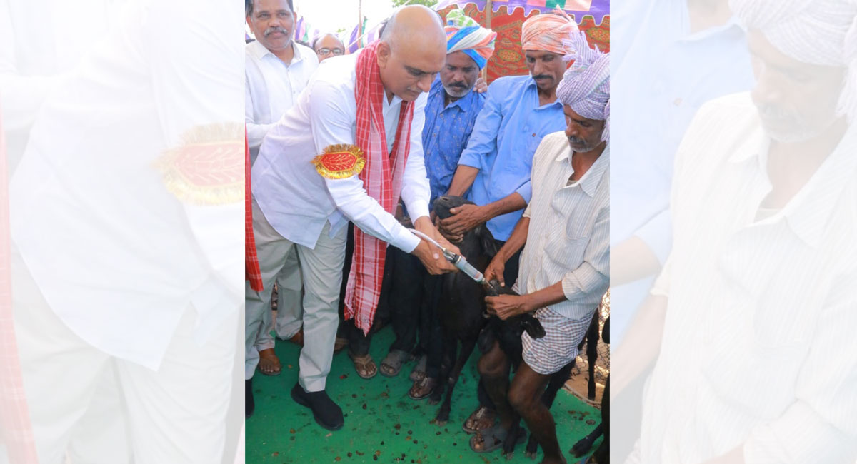 Siddipet: Harish Rao urges shepherds to rear Deccani breed of sheep